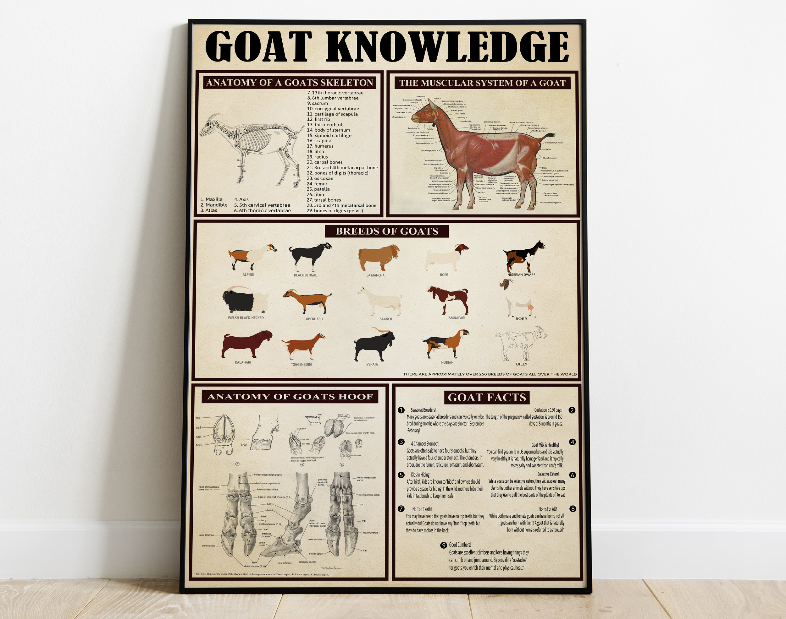 Goat Knowledge Poster Breeds of Goats Knowledge Poster Gift - Etsy