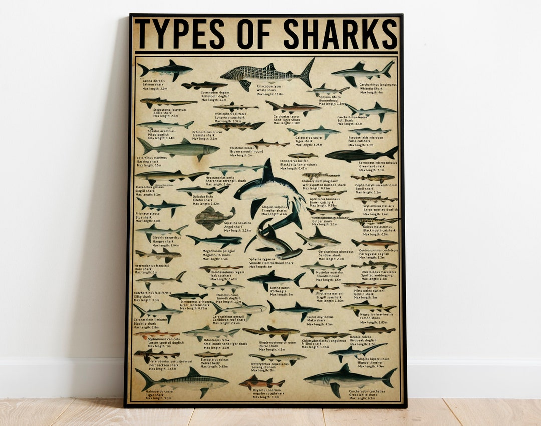 Shark Knowledge Poster, Types of Shark Poster, Shark Identification ...