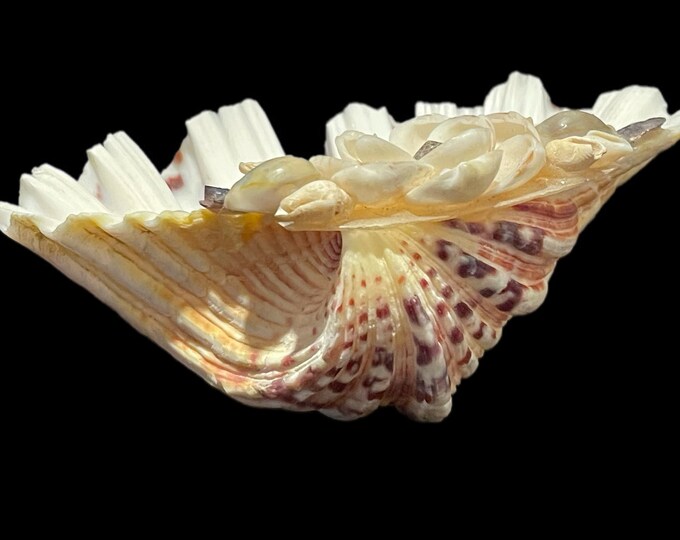 Bear Paw Clam Shell Seashell With Shells in Flower Floral Design ...