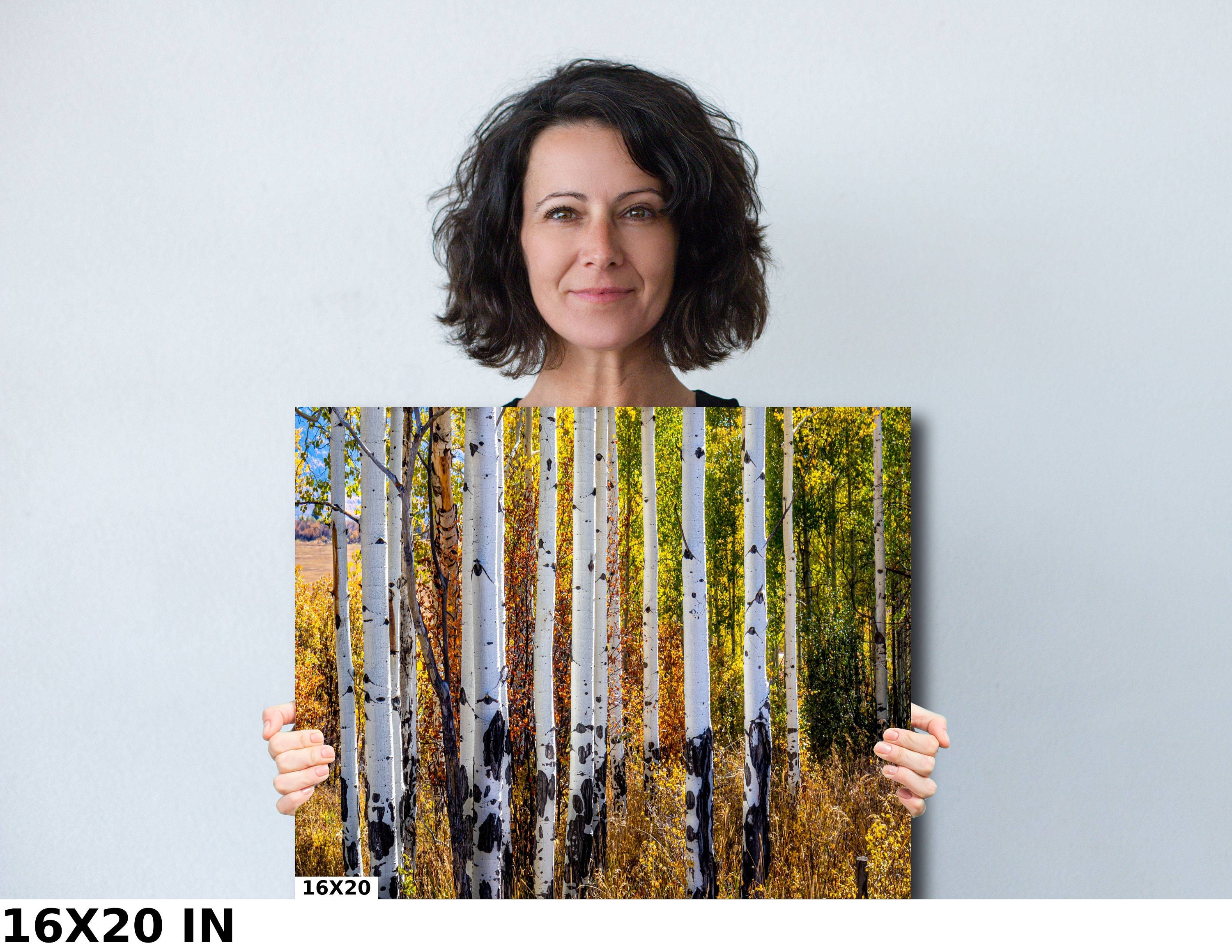 Aspen Tree Wall Art, Aspen Tree Canvas, Aspen Tree Print, | Colorado L ...