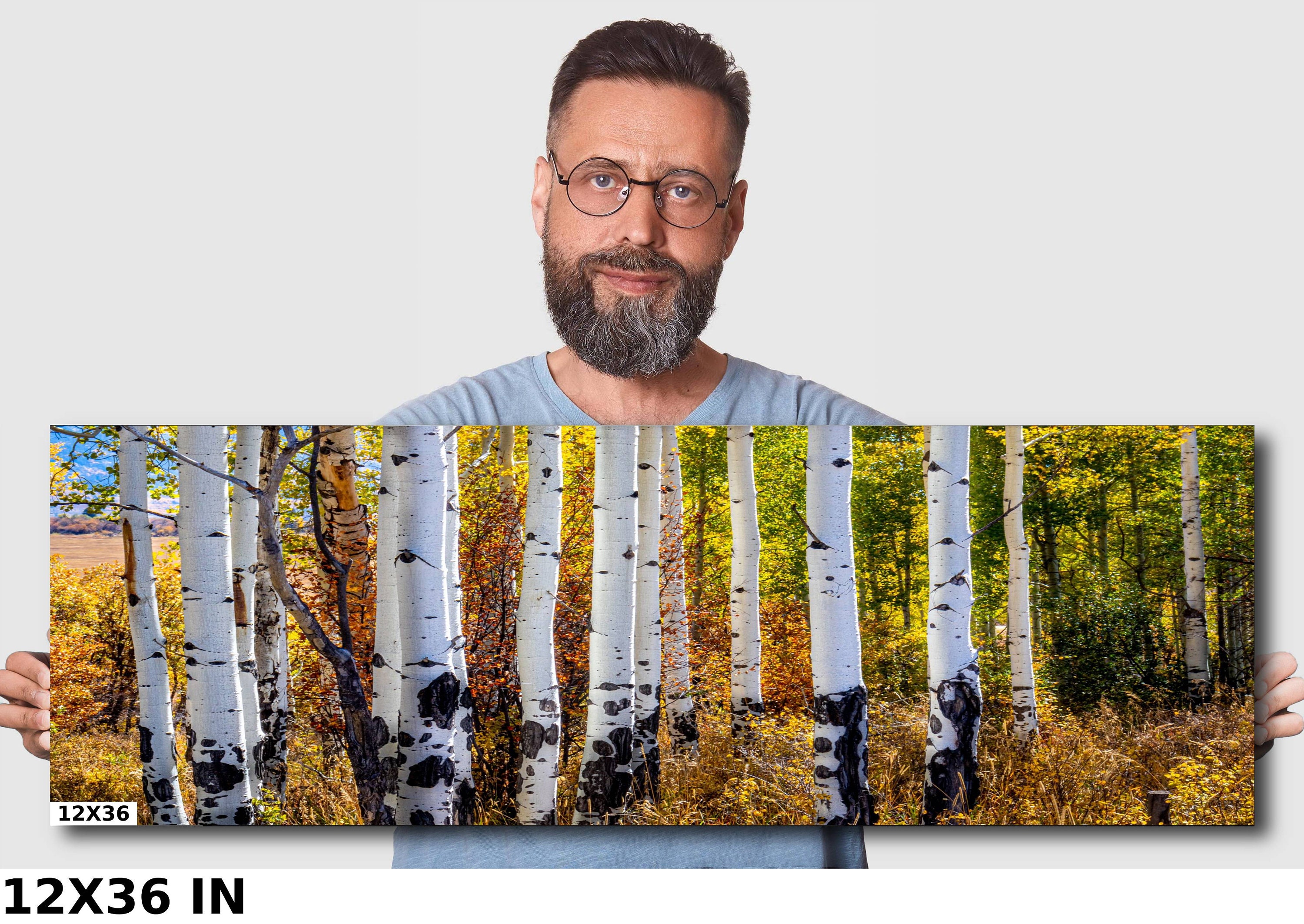 Aspen Tree Wall Art Aspen Tree Canvas Aspen Tree Print - Etsy