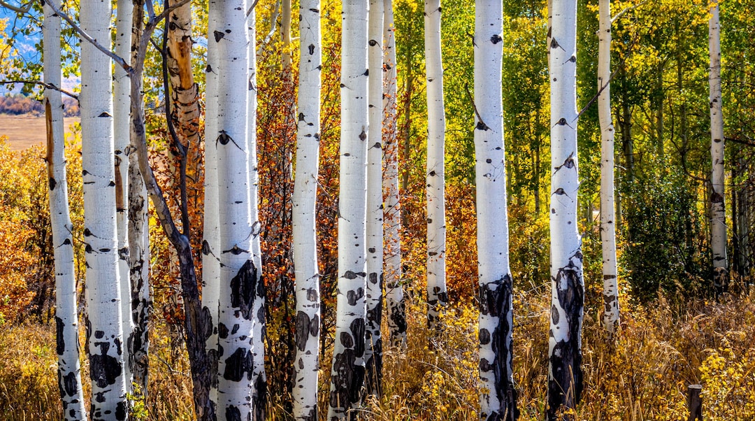 Aspen Tree Wall Art, Aspen Tree Canvas, Aspen Tree Print, | Colorado L ...