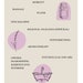 Pocket Placement Guide Care in Labour and Birth With Birth Positions ...