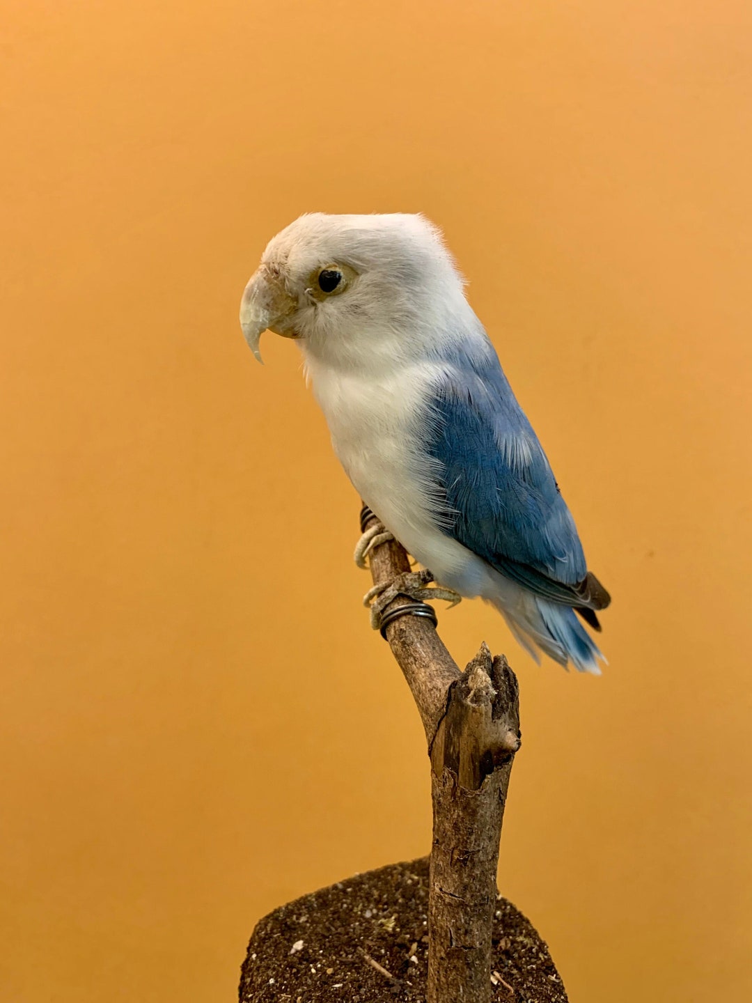 Taxidermy Bird Stuffed Bird INSEPARABLE AGAPORNIS - Etsy