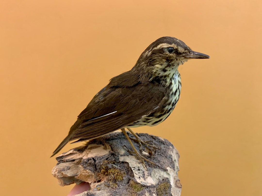 Taxidermy Bird Stuffed Bird BAKER'S THRUSH Seiurus Aurocapilla - Etsy UK