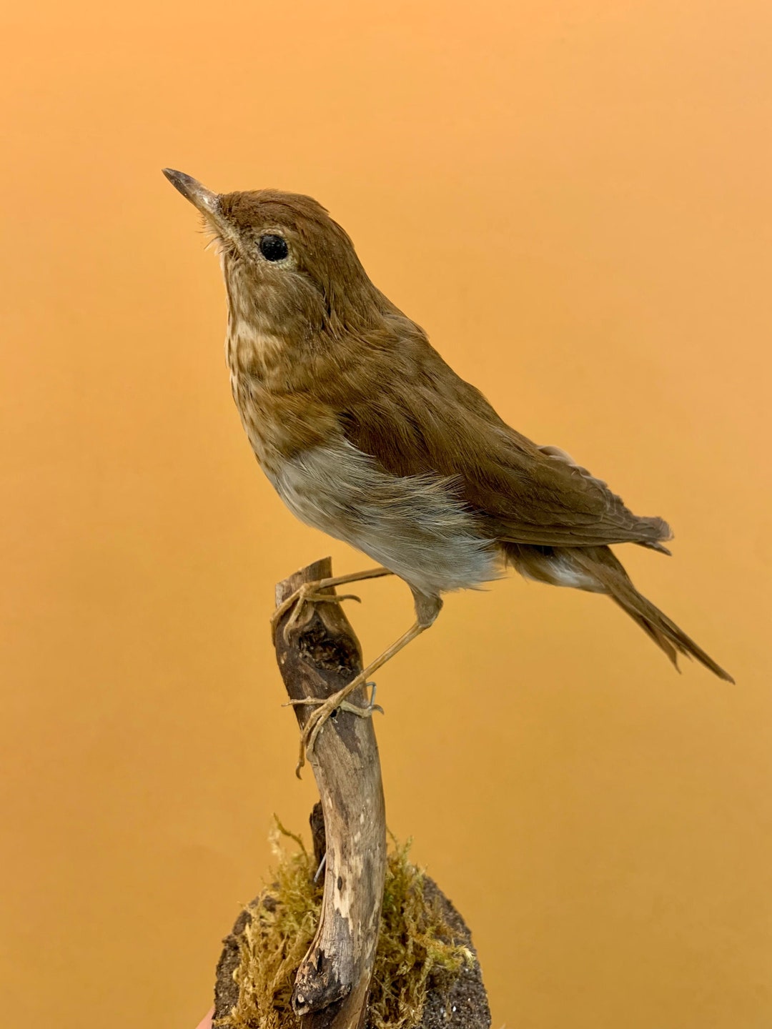 Taxidermy Bird Stuffed Bird BROWN NIGHTINGING THRUSH Catharus ...