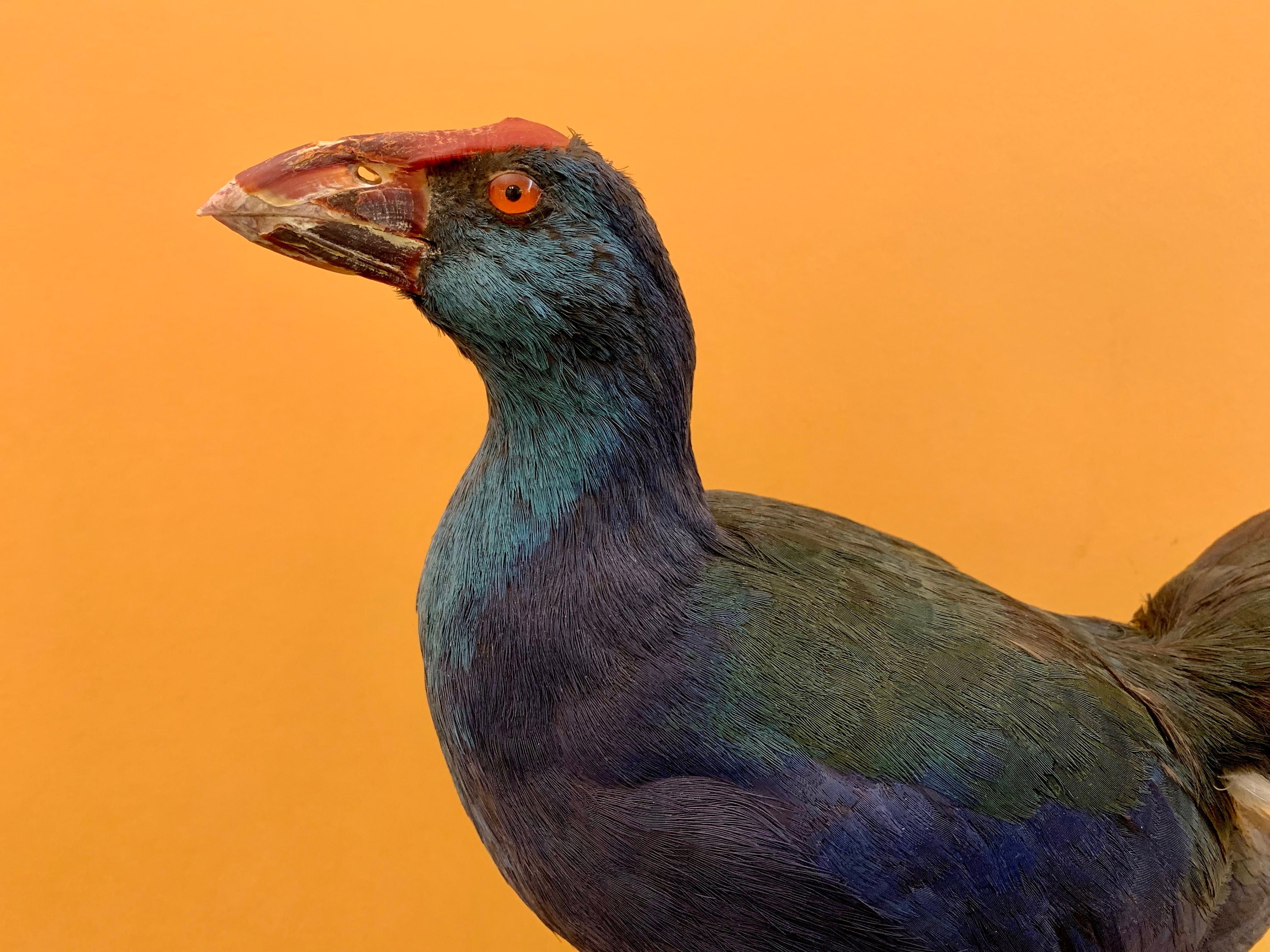 Taxidermy Bird Stuffed Bird AFRICAN SULTAN CHICKEN Porphyrio ...