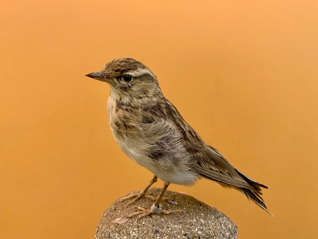 Taxidermy Bird Stuffed Bird CALANDRELLA Calandrella Brachydactyla - Etsy