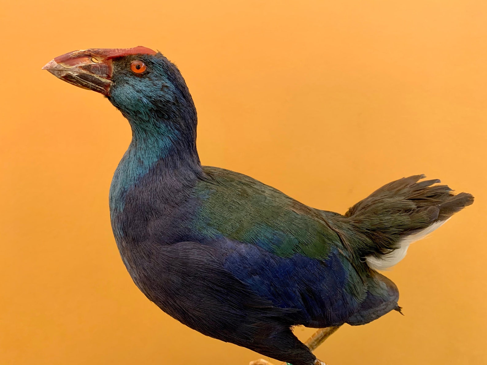 Taxidermy Bird Stuffed Bird AFRICAN SULTAN CHICKEN Porphyrio ...