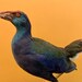 Taxidermy Bird Stuffed Bird AFRICAN SULTAN CHICKEN Porphyrio ...