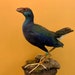 Taxidermy Bird Stuffed Bird AFRICAN SULTAN CHICKEN Porphyrio ...