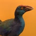 Taxidermy Bird Stuffed Bird AFRICAN SULTAN CHICKEN Porphyrio ...
