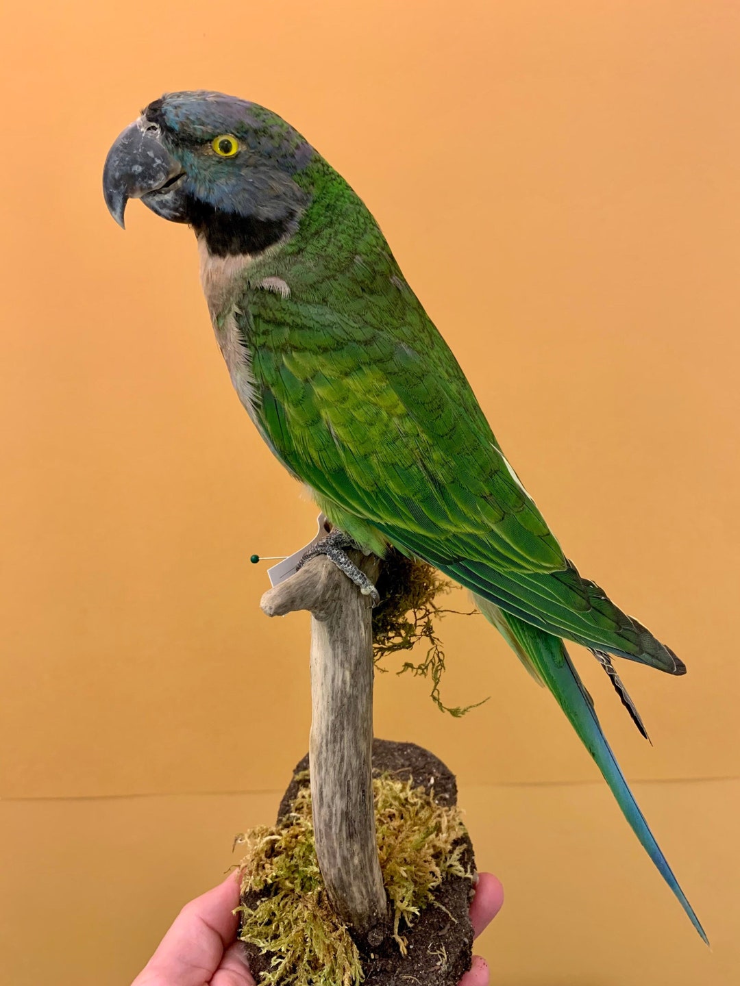 Taxidermy Bird Stuffed Bird DERBY PARAKEET Psittacula Derbiana - Etsy