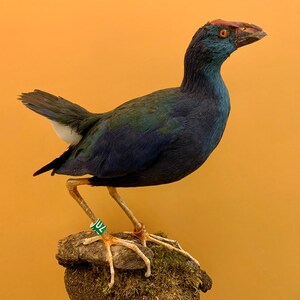Taxidermy Bird Stuffed Bird AFRICAN SULTAN CHICKEN Porphyrio ...