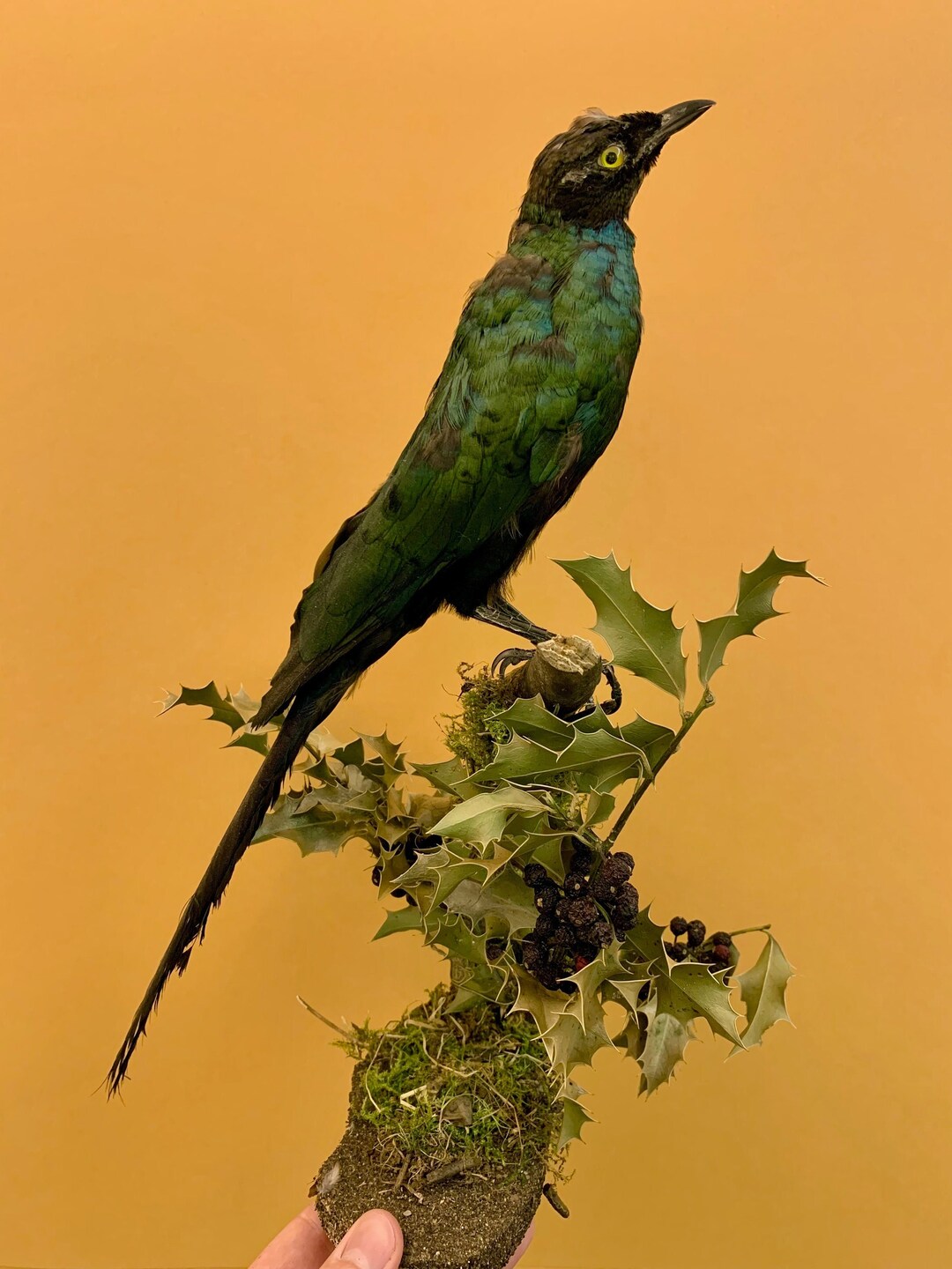 Taxidermy Bird Stuffed Bird LONG TAILED STARLING Aplonis Magna - Etsy
