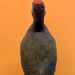 Taxidermy Bird Stuffed Bird AFRICAN SULTAN CHICKEN Porphyrio ...