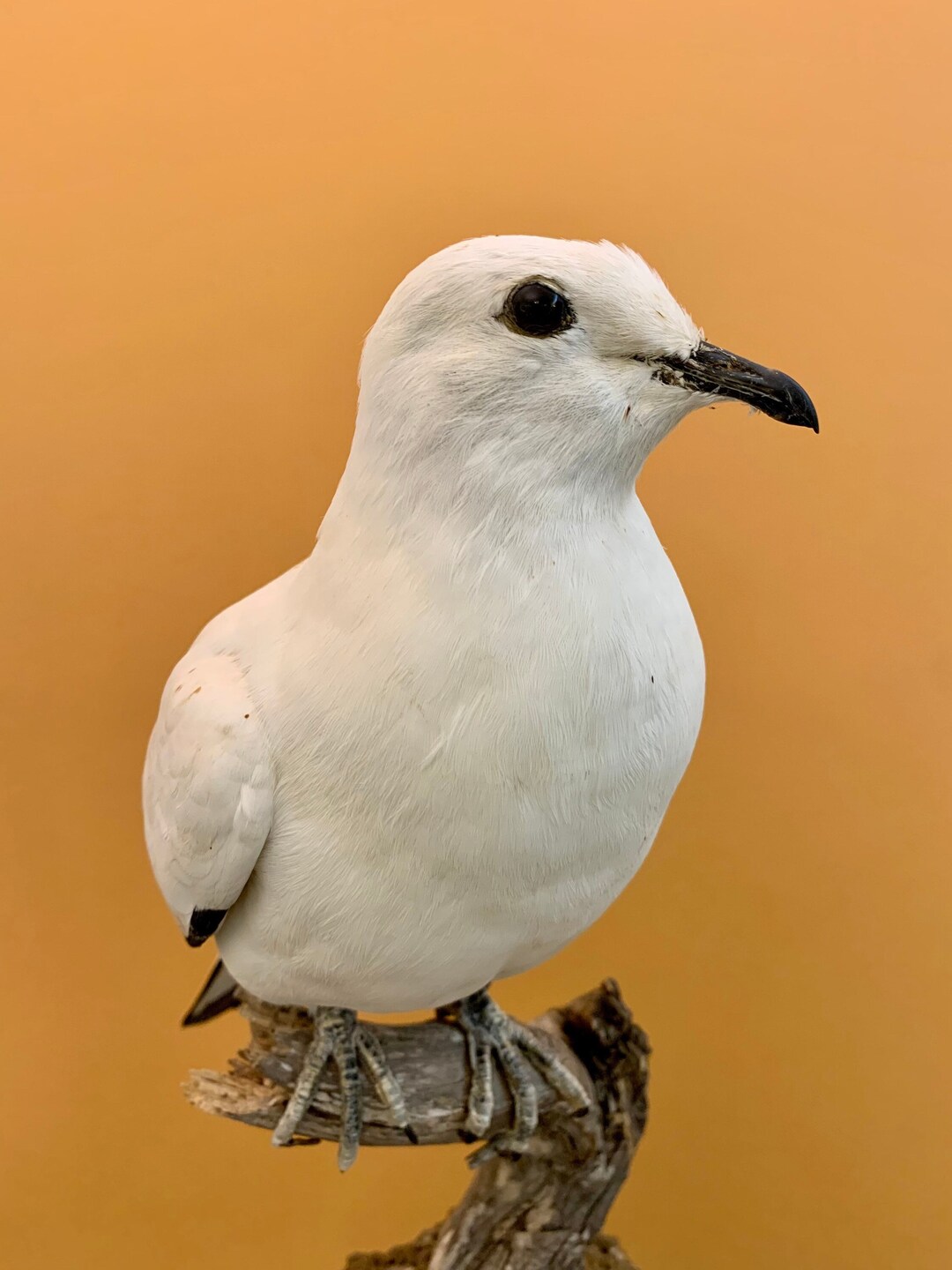 Taxidermy Bird Stuffed Bird BLACK AND WHITE IMPERIAL PIGEON Ducula ...