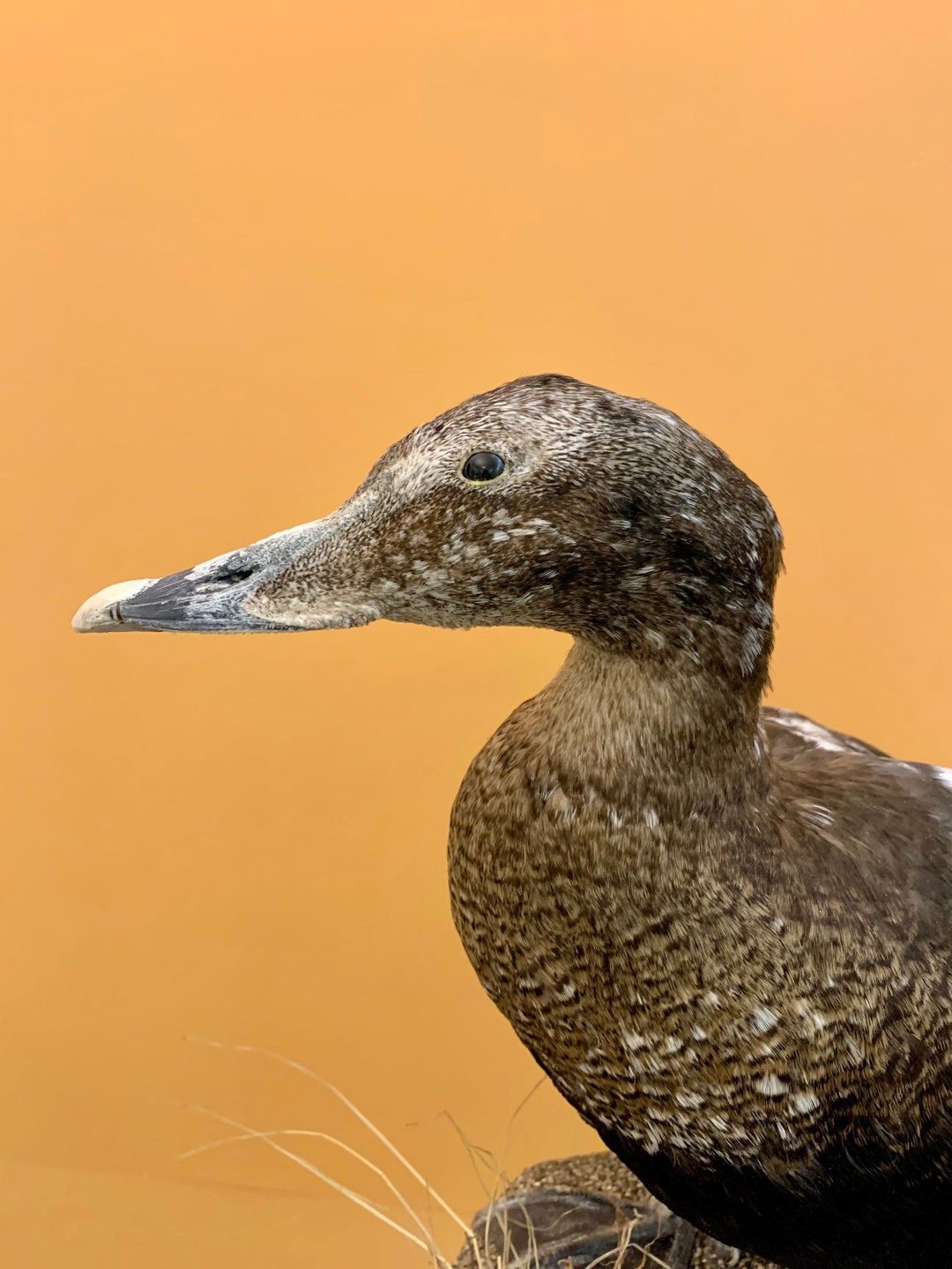 Taxidermy Bird Stuffed Bird COMMON EIDER ECLISSAL Phase Somateria ...