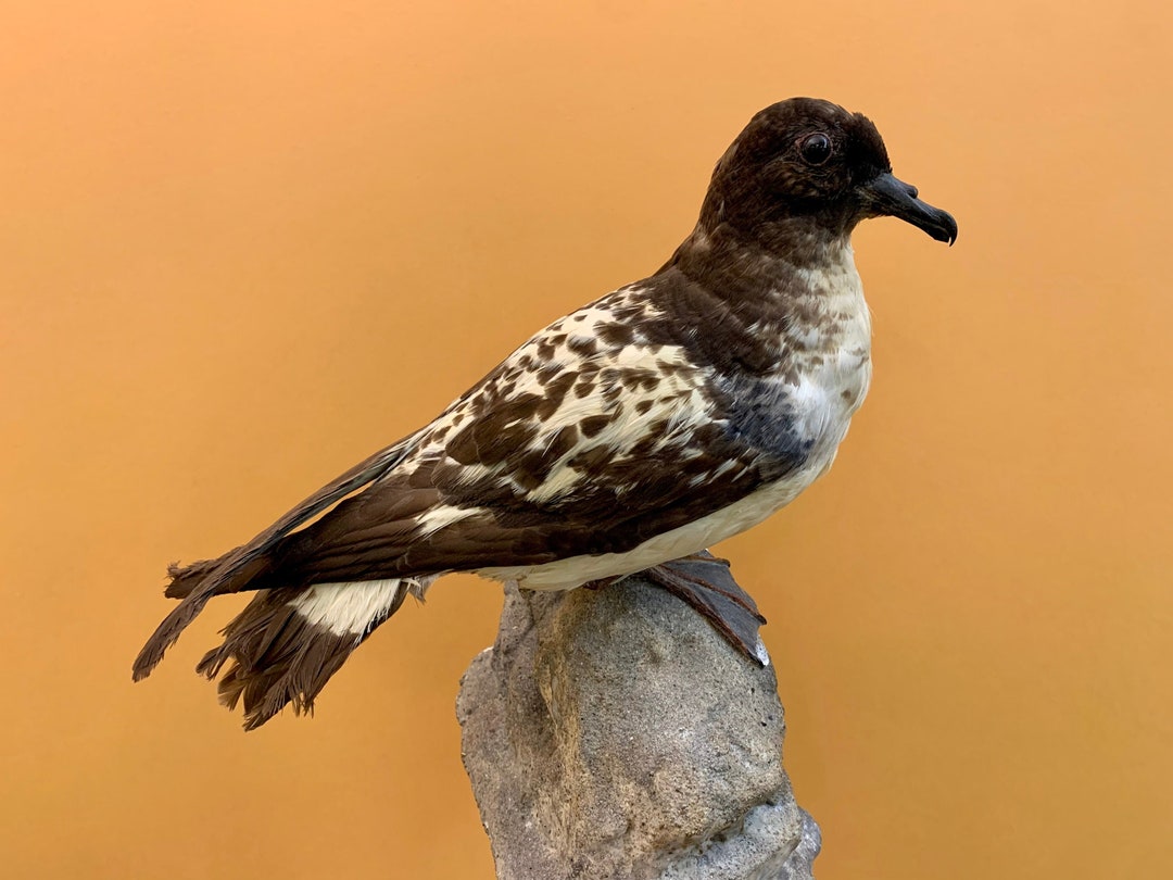 Taxidermy Bird Stuffed Bird CAPE PETREL Daption Capense Very - Etsy