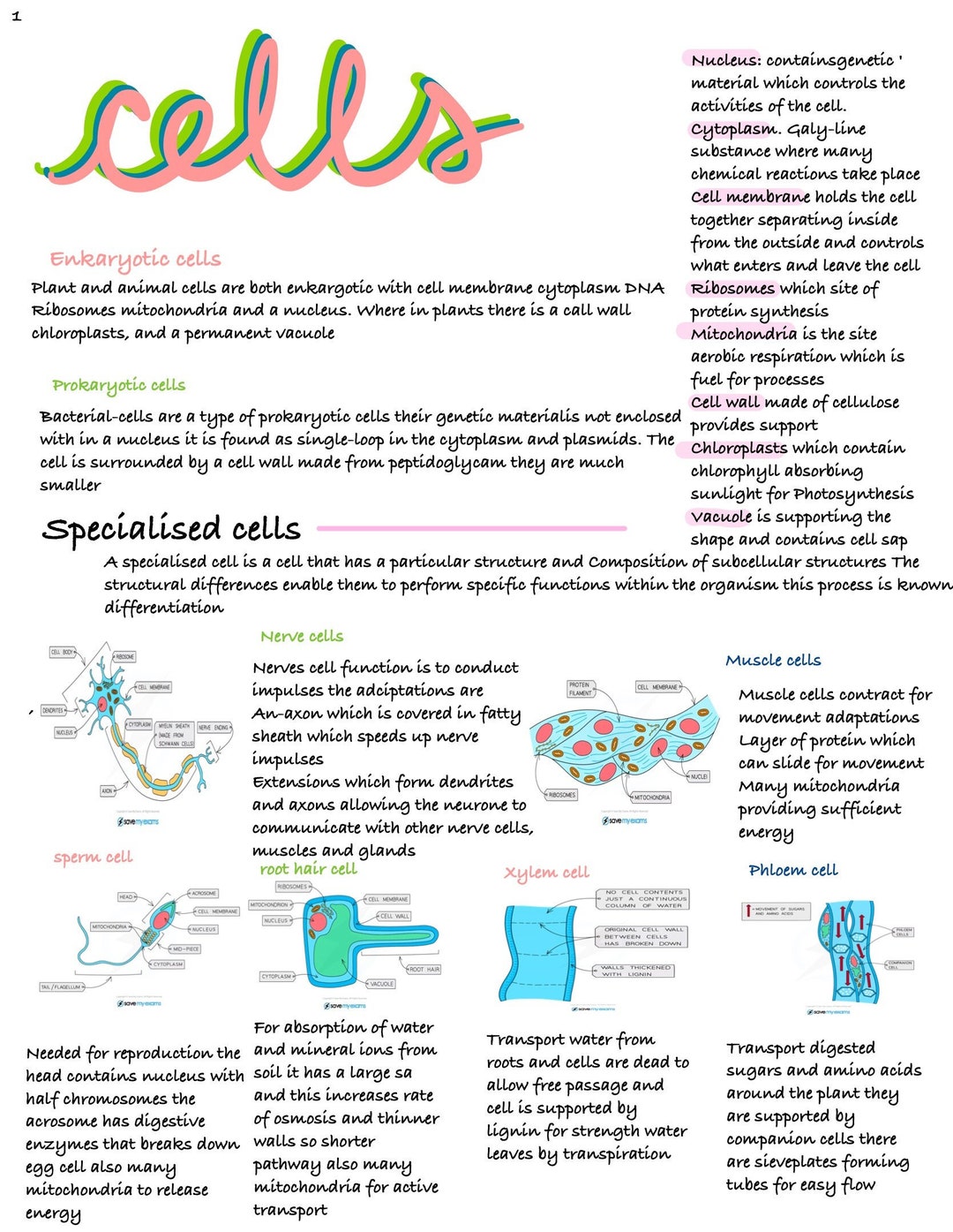Biology Gcse Notes CELLS - Etsy