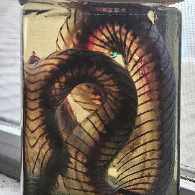 Diaphonization - Etsy