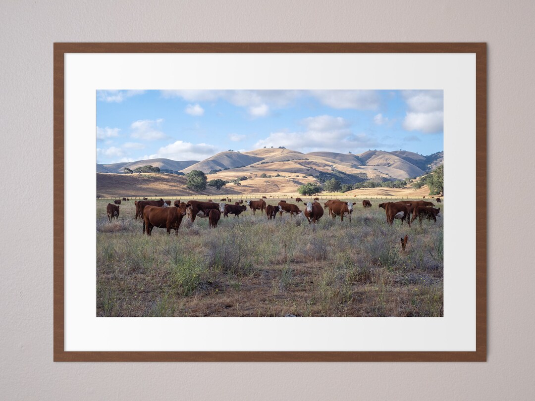 California Cows,landscape Photography Print, California Foothills ...