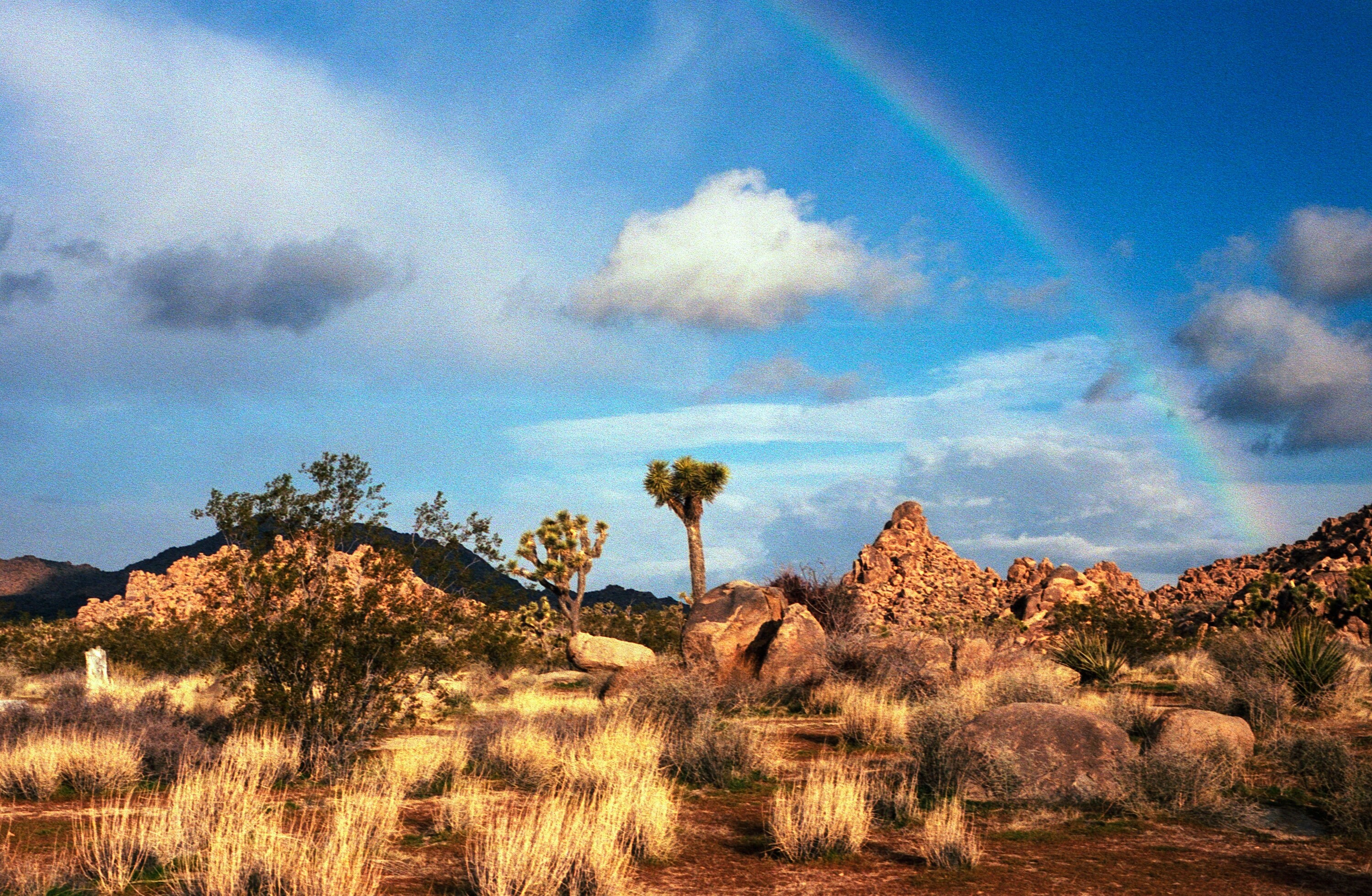 Joshua Tree Rainbow, Joshua Tree National Park, California, Landscape ...