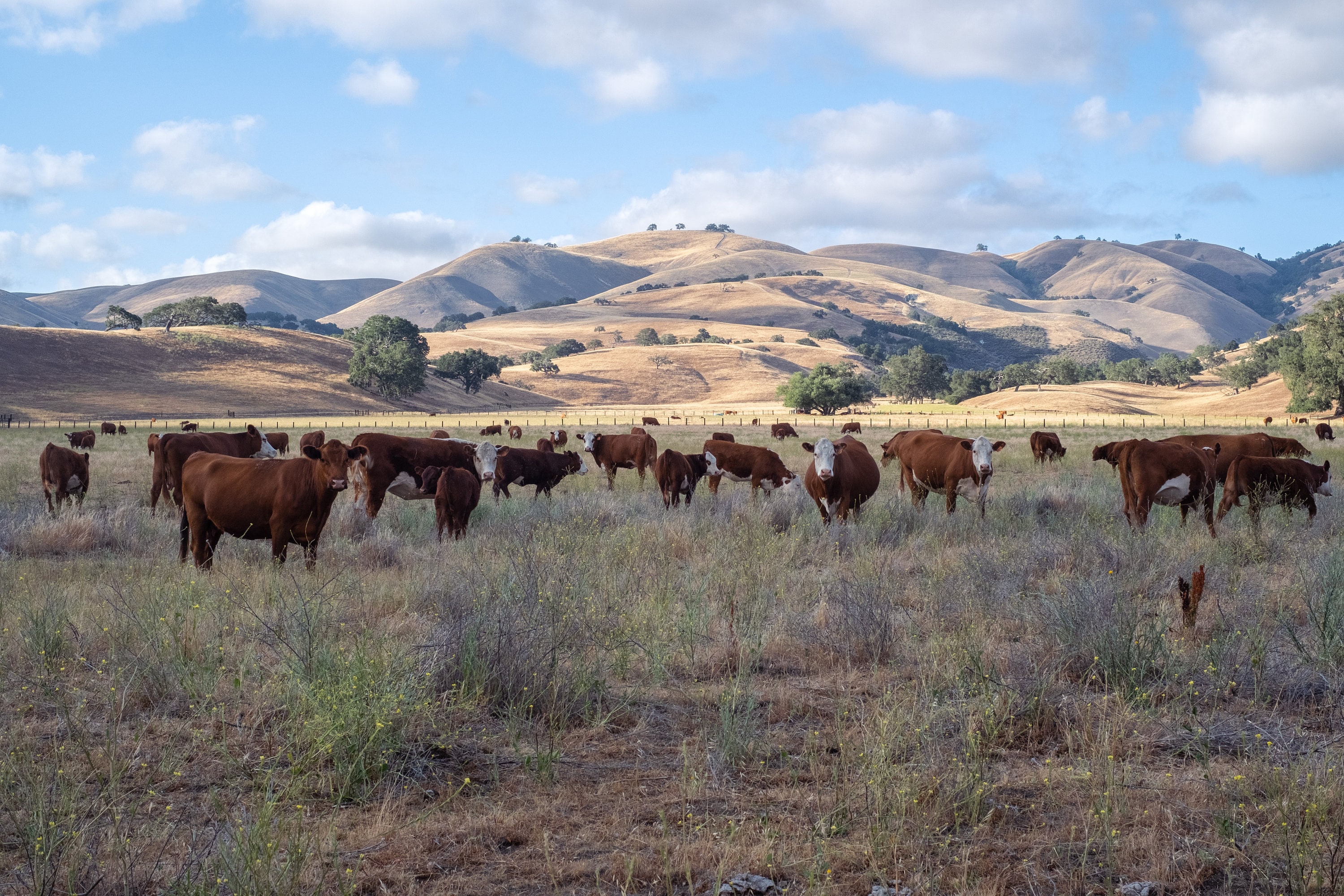 California Cows,landscape Photography Print, California Foothills ...
