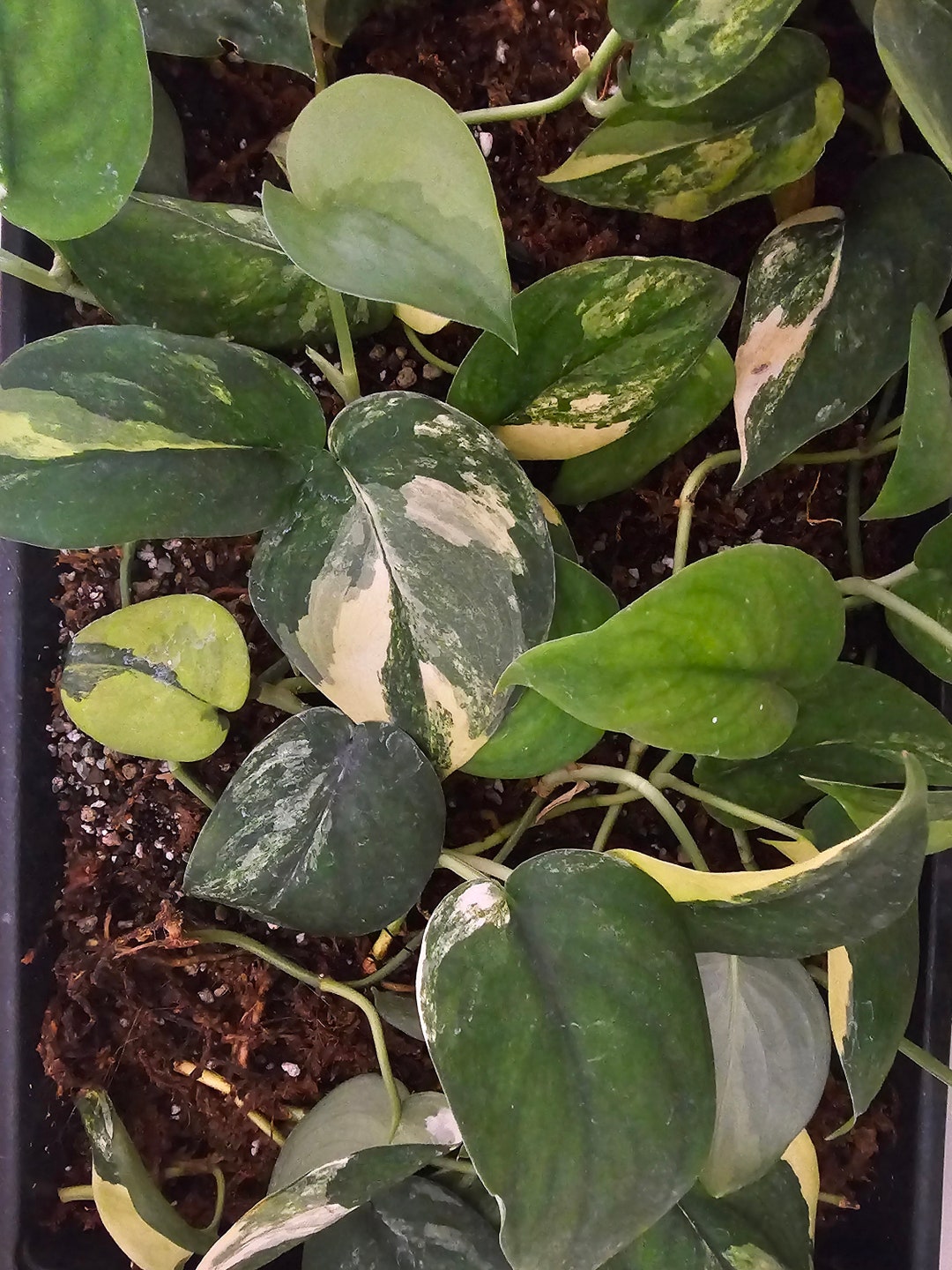 Variegated Jade Satin Scindapsus 2 Plus Leaf Plant, I Will Send You ...