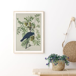 American Crow Print, Audubon Birds, Botanical Wall Art, Vintage Natural ...