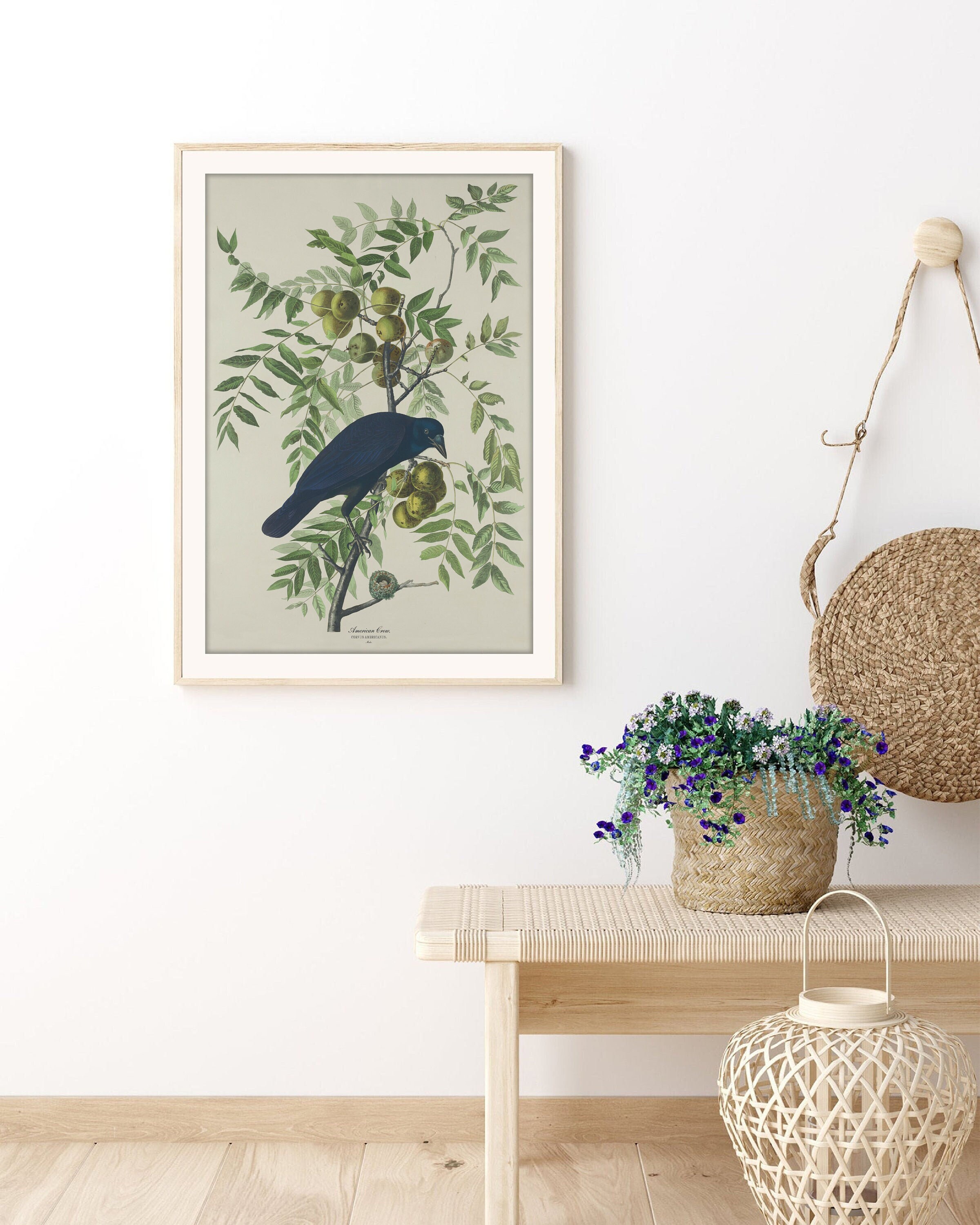 American Crow Print, Audubon Birds, Botanical Wall Art, Vintage Natural ...