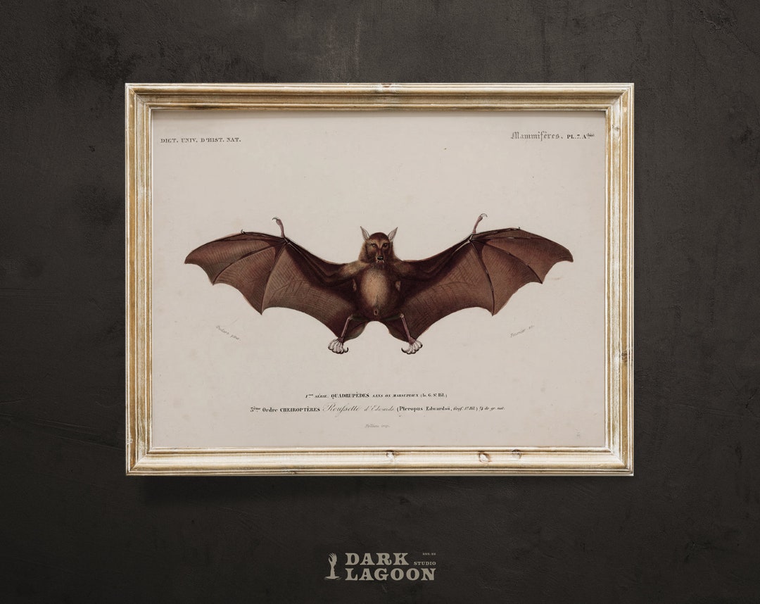 Vintage Bat, Bat Drawing, Gothic Decor, Dark Academia, Victorian ...