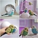 Budgie Knitting Pattern, Cute Knit Parrot Pattern. Detailed аmigurumi ...