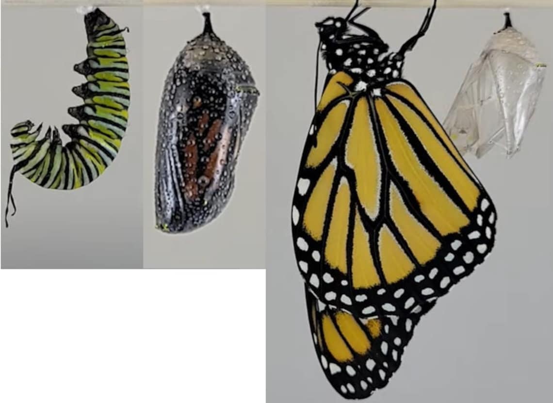 Caterpillar Cup Cap - Monarch Butterfly Etc. (with Cup) - Etsy