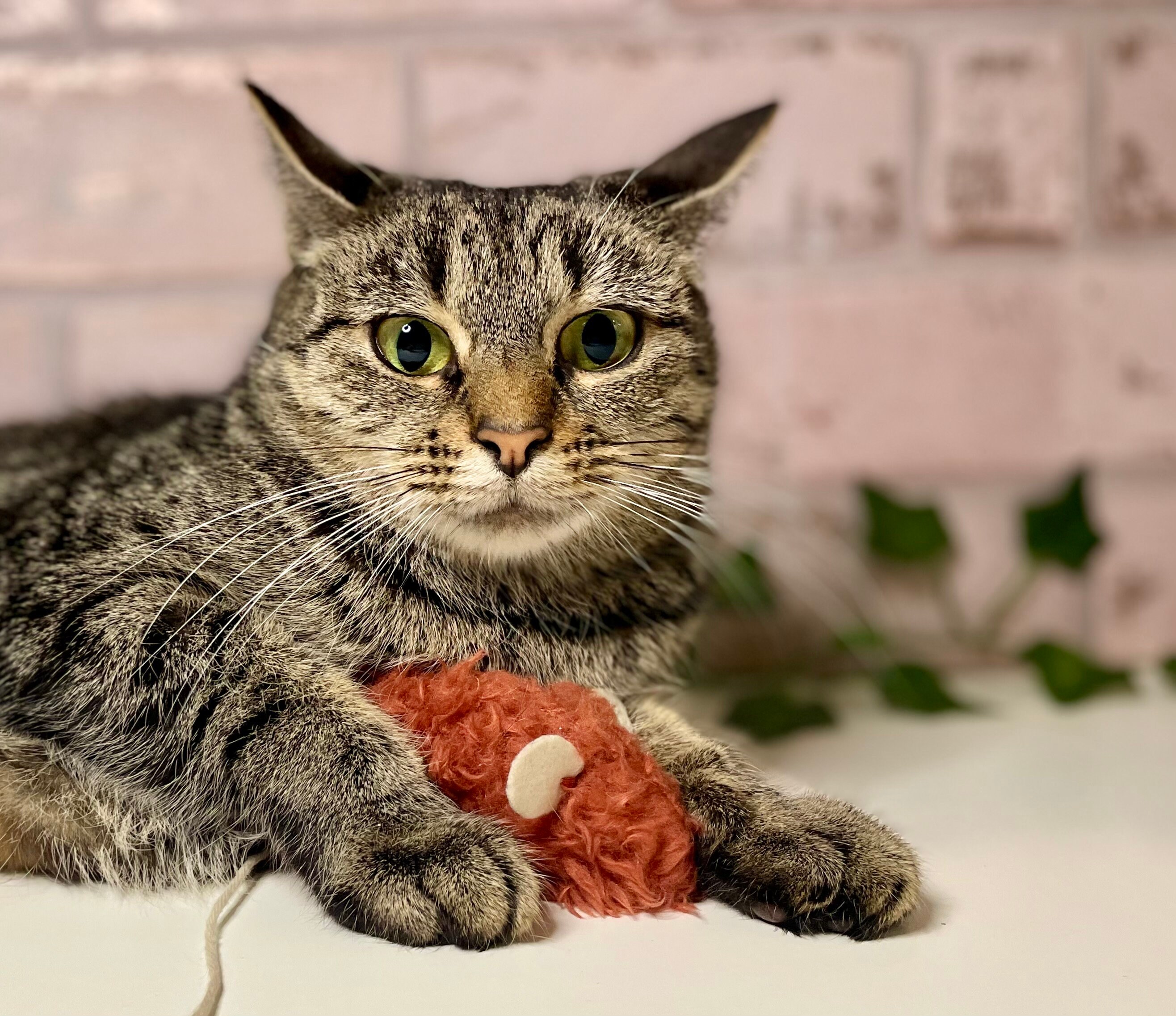 Terracotta Handmade Catnip Filled Toy Mousey With String. Cat Toy ...