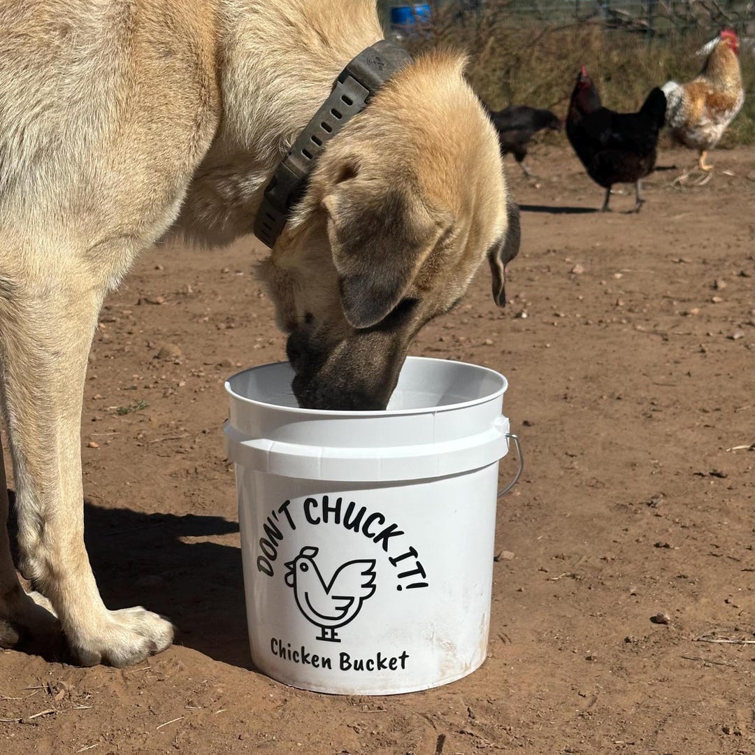 2-gallon Chicken Bucket (with Optional Lid) - Etsy