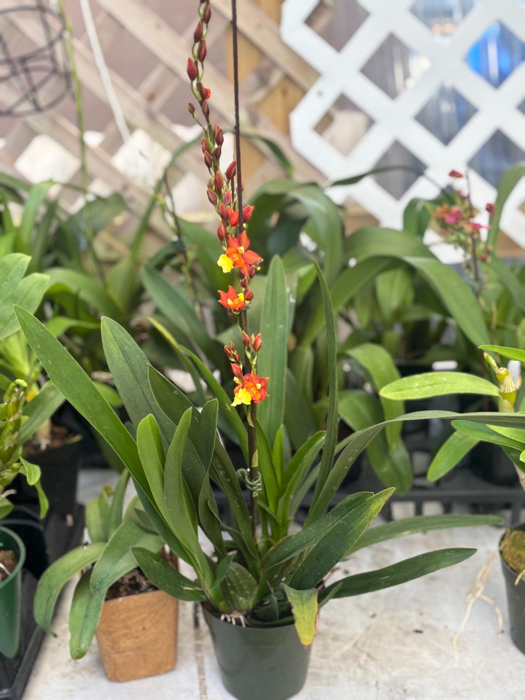 Onc. Volcano Midnight 'volcano Queen' - Etsy