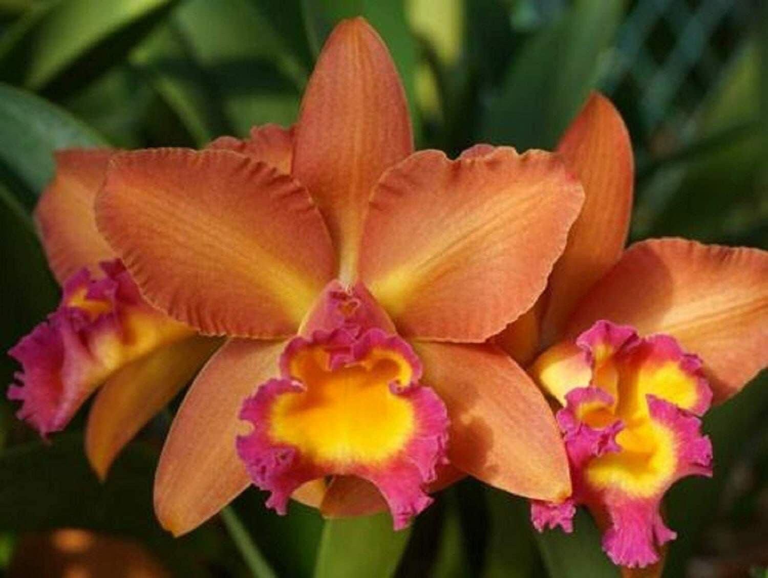 Tlc Waianae Starburst 'volcano Queen' - Etsy