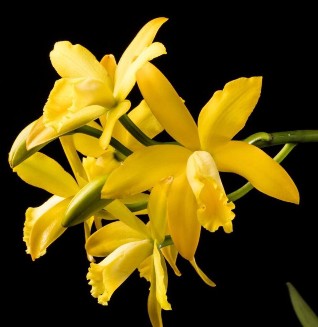 RLC Golden Chieftain 'akukii' Live Orchid (2.5" Pot) - Etsy