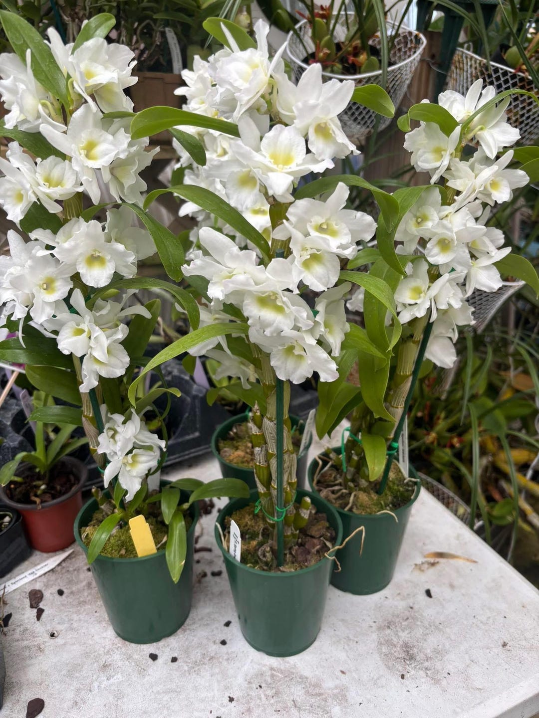 Dendrobium Spring Dream 'apollon' - Etsy