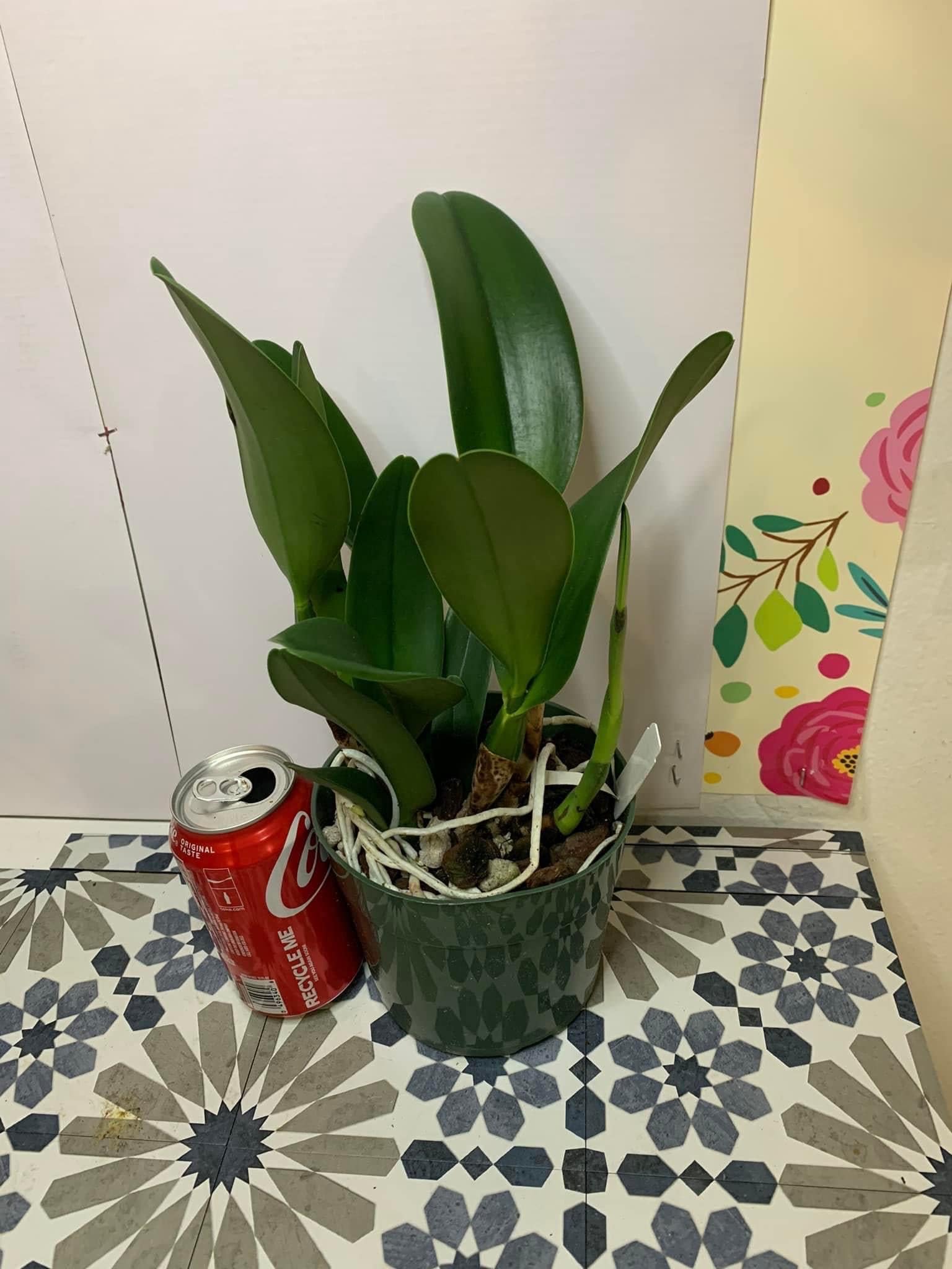 Tlc Waianae Starburst 'volcano Queen' - Etsy