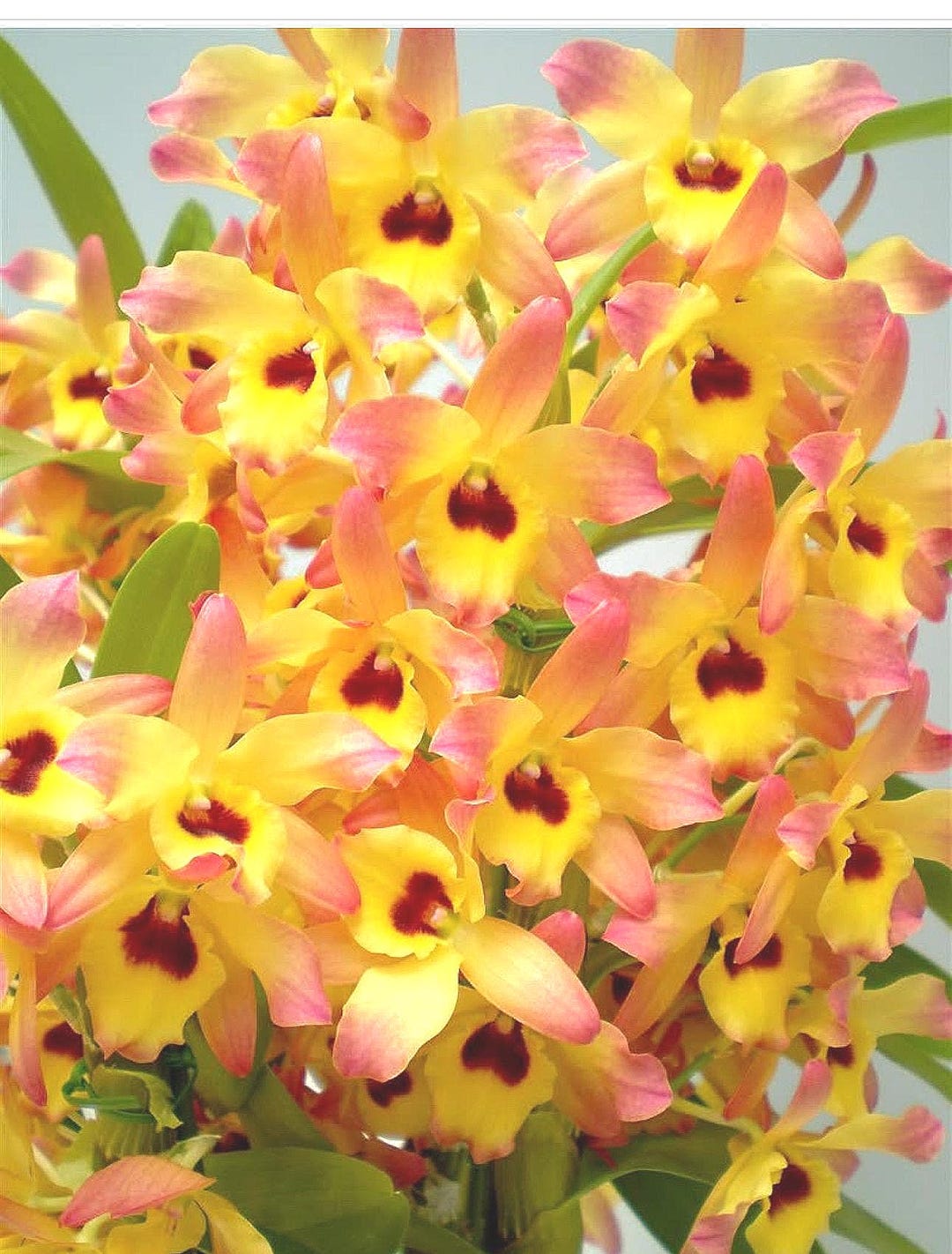 Dendrobium Asian Bride ‘fancy Bell’ X Omokage ‘fragrant Compact Nobil ...