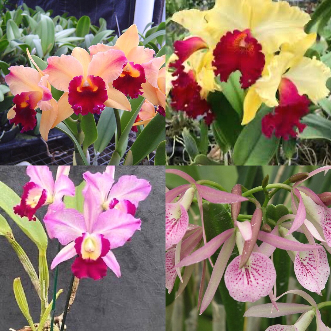 Cattleya Orchid Multipack, 4 Small Live Plants, Each Plant a Distinct ...