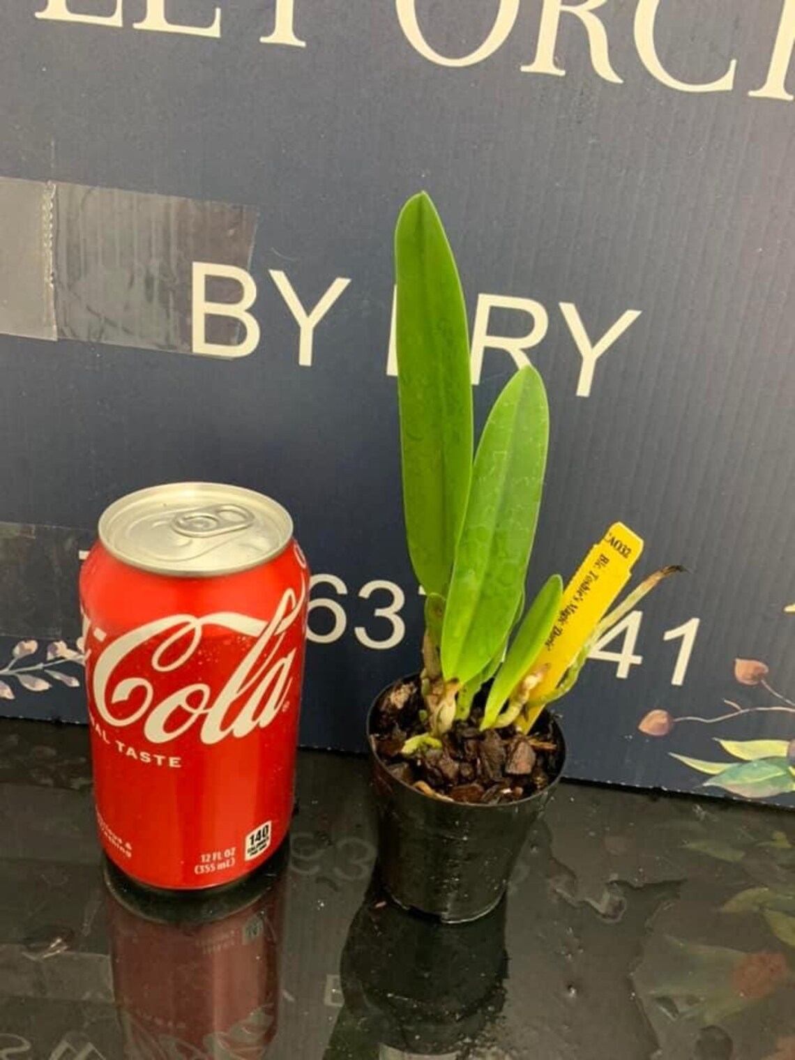 Orchid - Rlc. Toshie's Magic 'doris'2" Pot Inch - Blooming 1-2 Yrs - Etsy