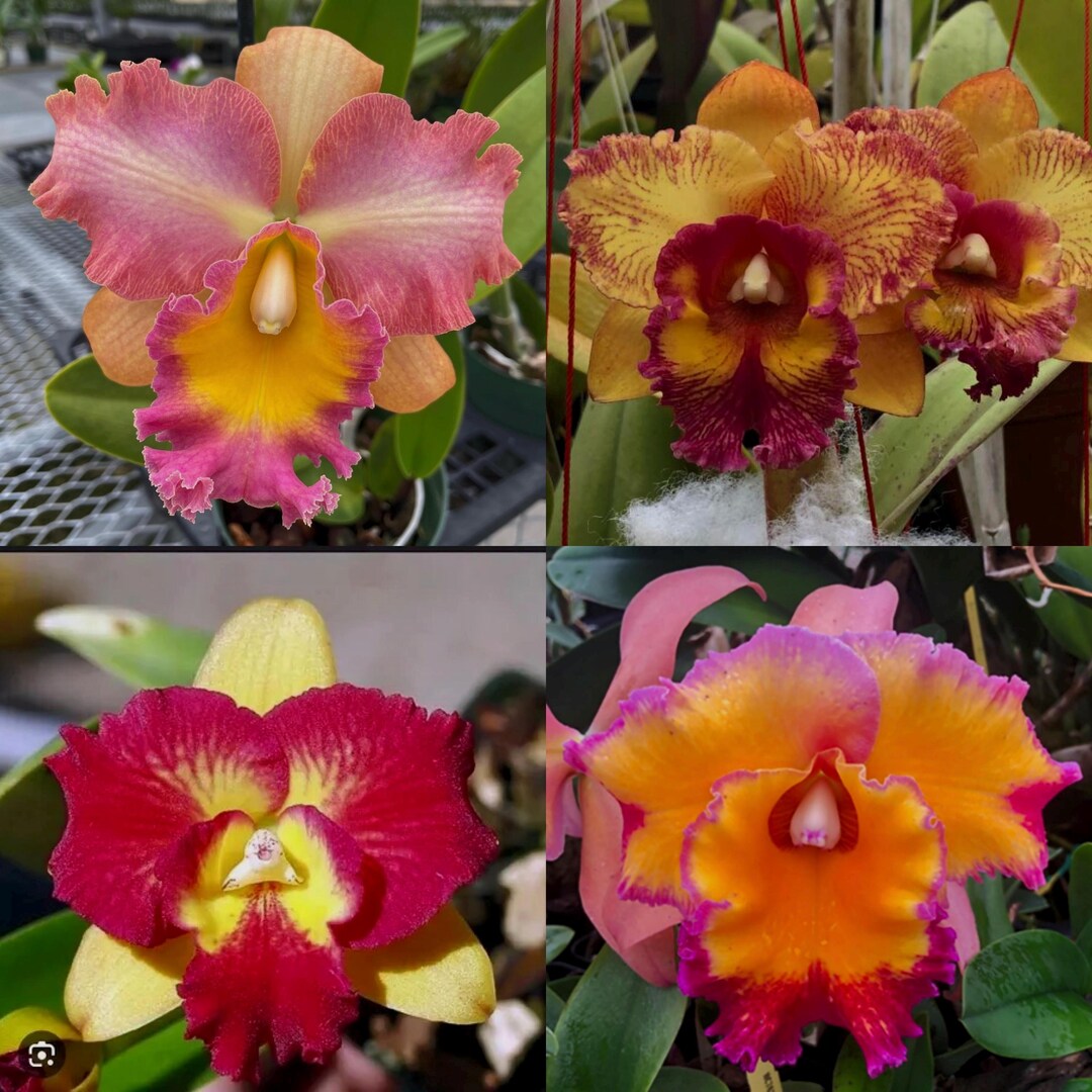 Cattleya Orchid Multipack, 4 Small Live Plants, Each Plant a Distinct ...