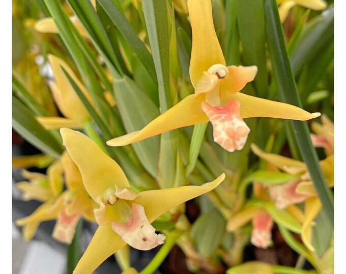 Maxillaria Tenuifolia Yamada (yellow!) ~ the Coconut Orchid! ~tropical ...