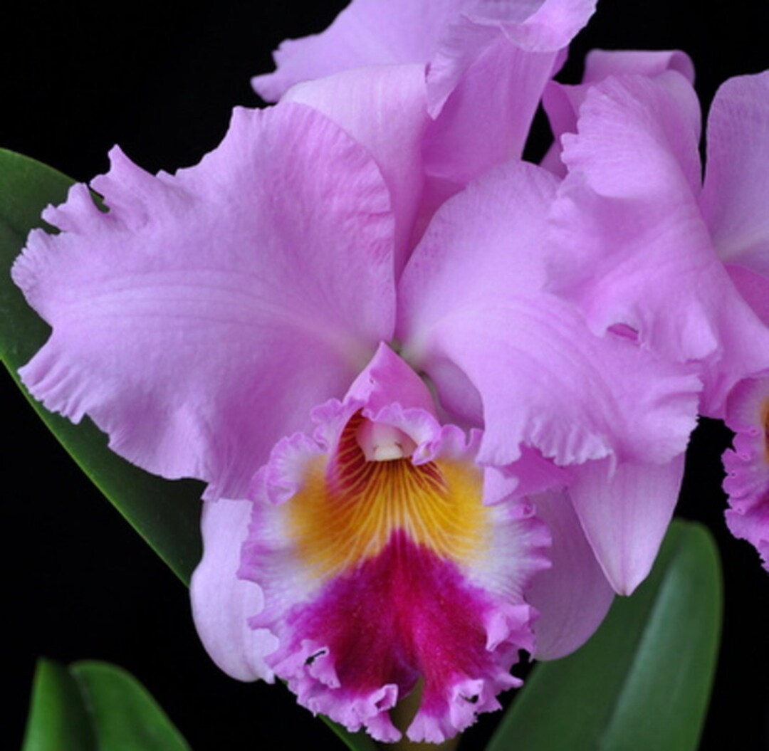 Rlc. Nana Honda 'volcano Queen' - Etsy