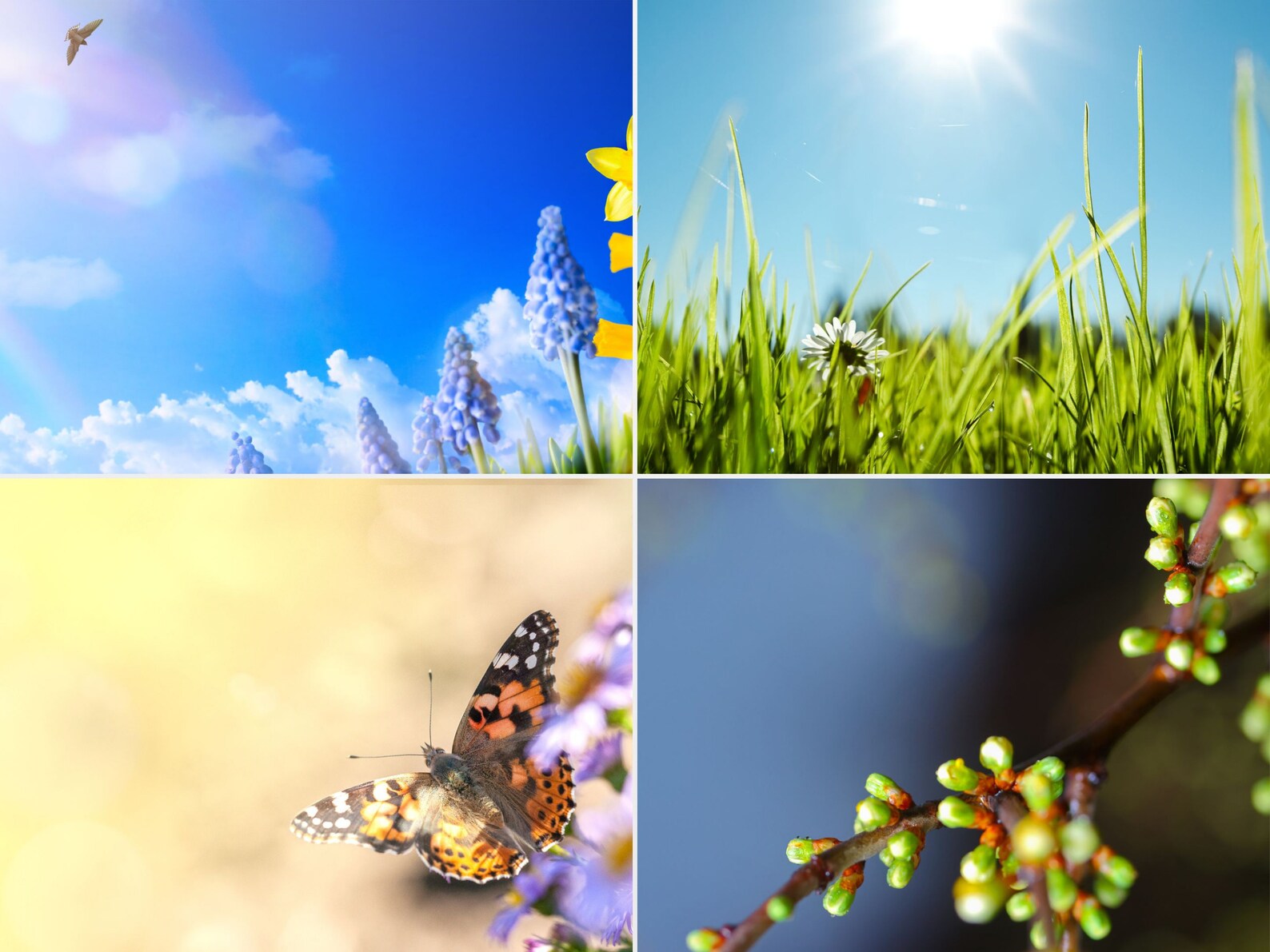 Spring zoom backgrounds - matterasl