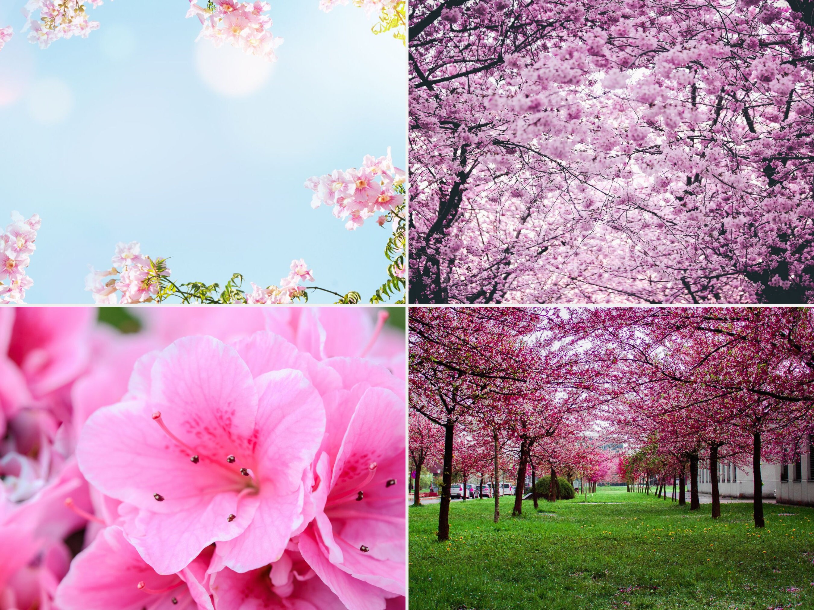 30 Zoom Backgrounds Spring Virtual Backgrounds Zoom MS - Etsy México