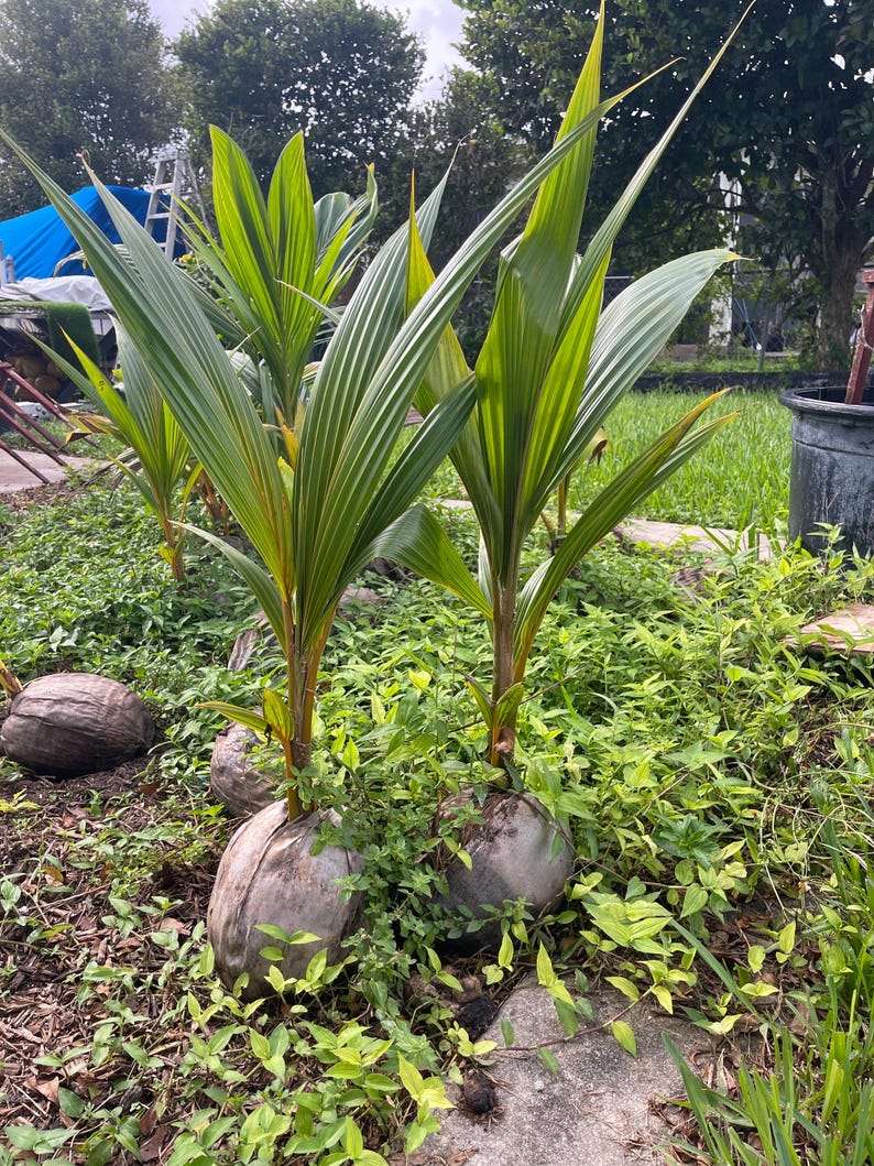 Fiji Island Dwarf Coconut - Etsy